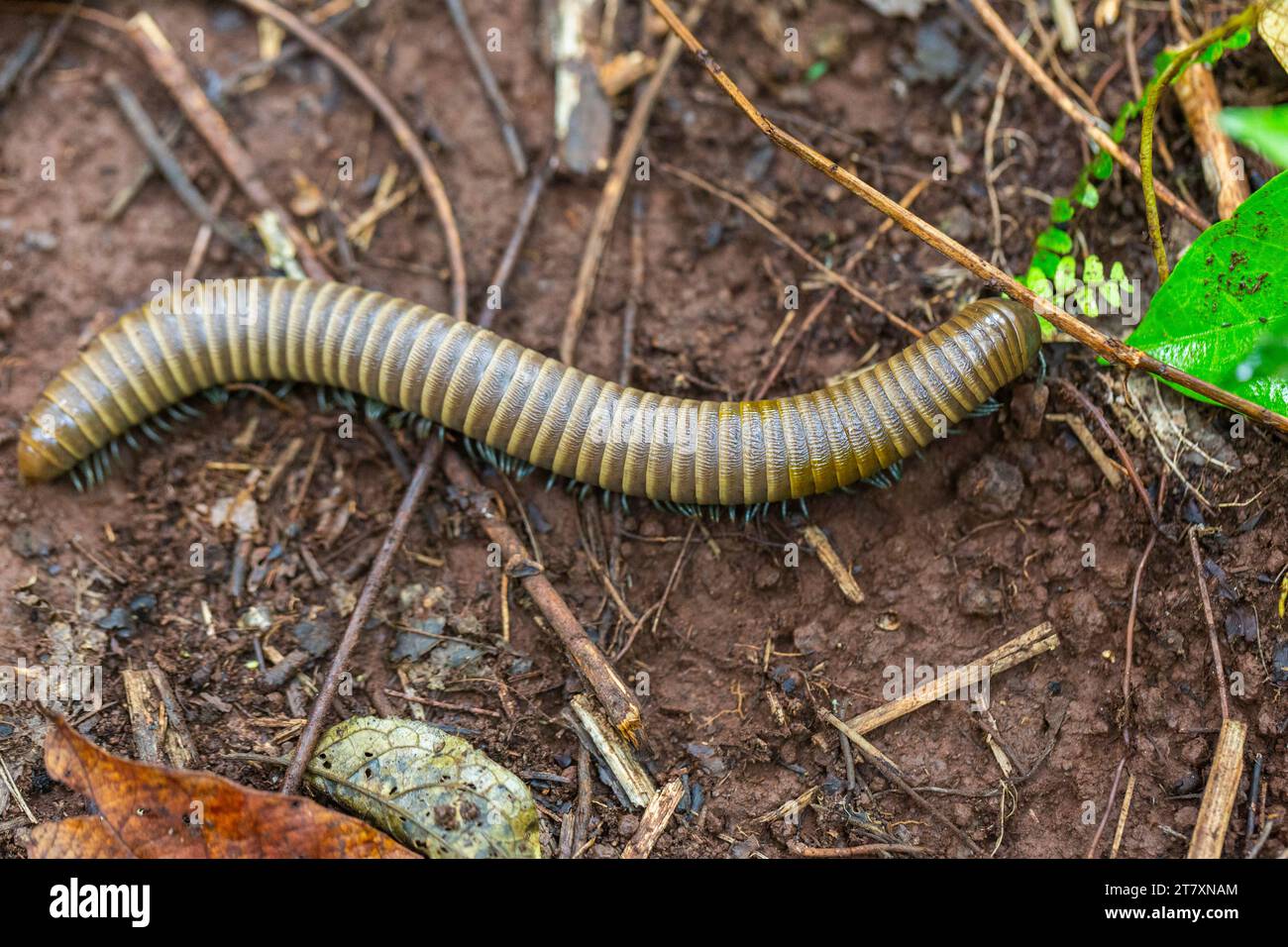Spirobolidae hi-res stock photography and images - Alamy