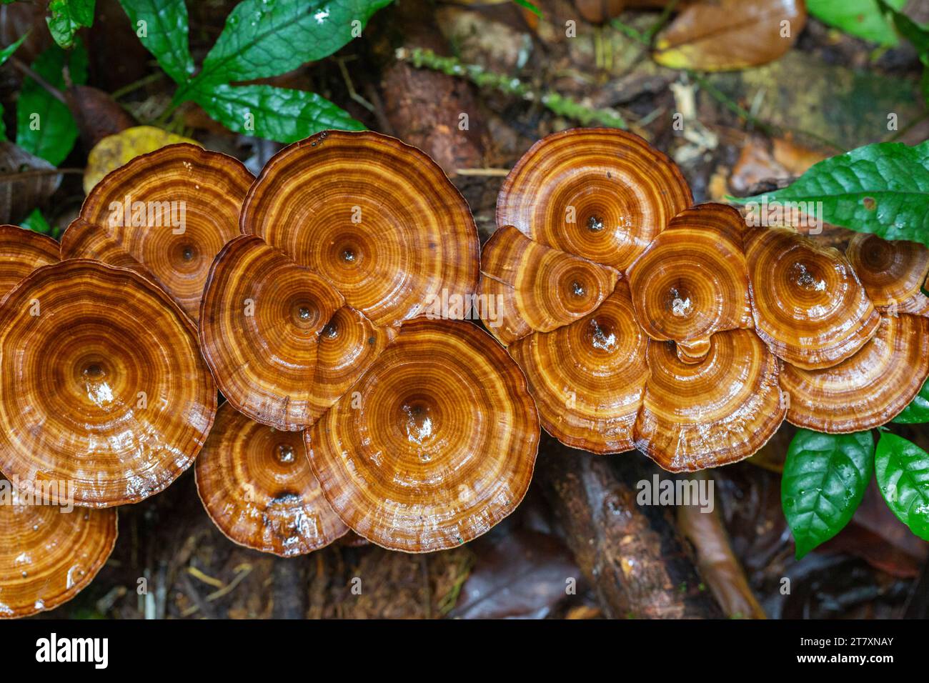 Yellow stemmed micropore (Microporus xanthopus), growing on Waigeo ...
