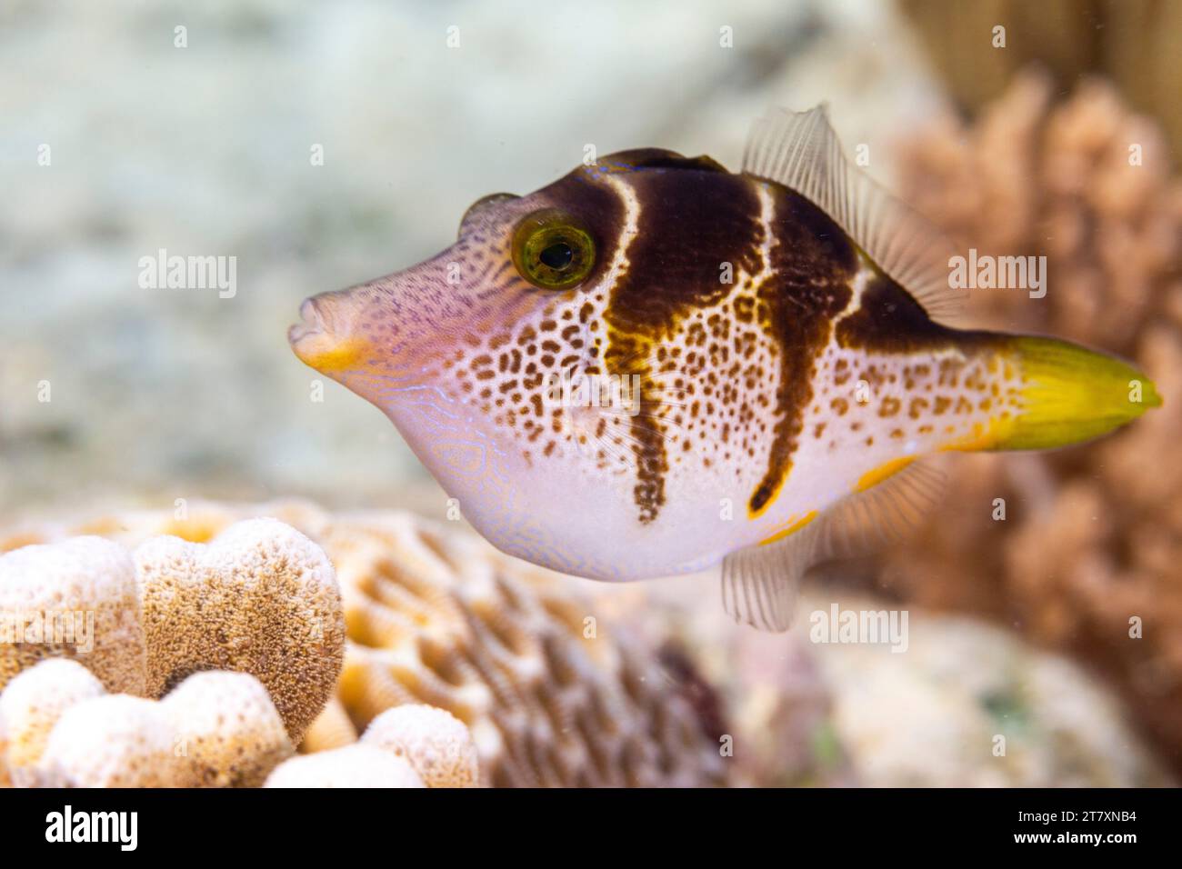 An adult mimic filefish (Paraluteres prionurus), off Bangka Island ...