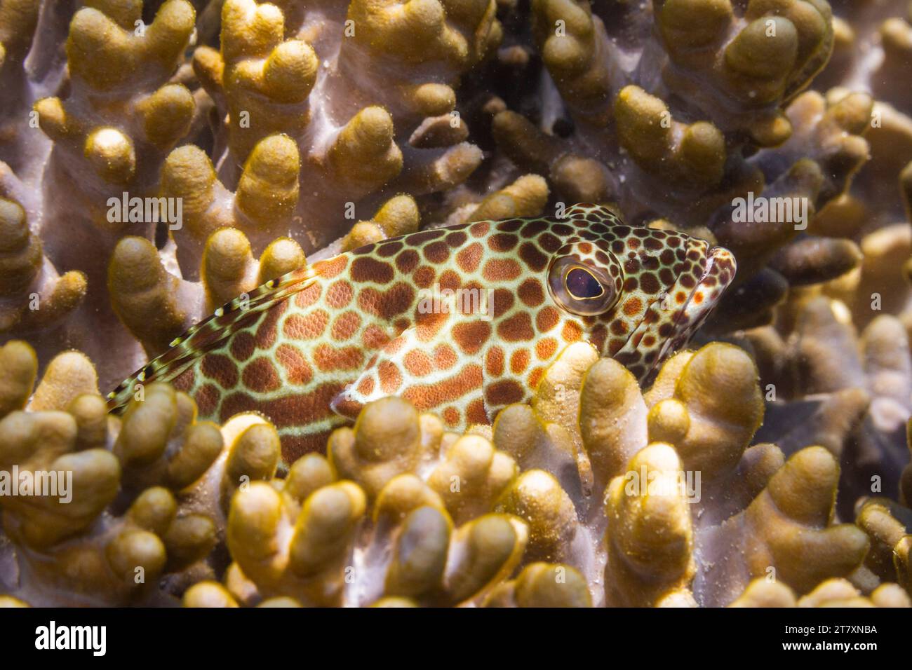 An adult honeycomb grouper (Epinephelus merra), off Bangka Island, near ...