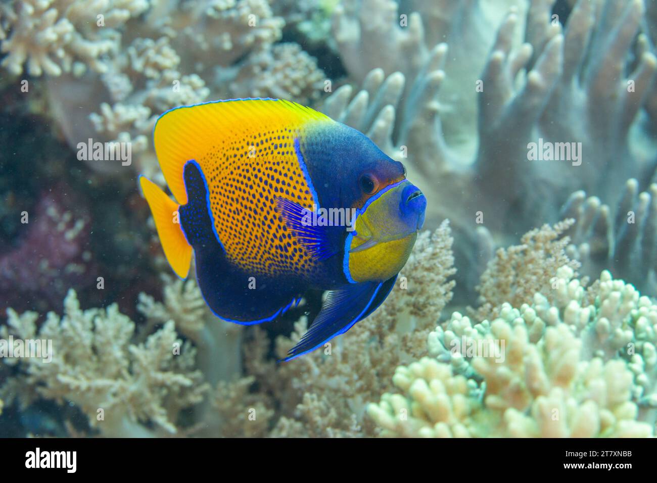 An adult blue girdle angelfish (Pomacanthus navarchus), off Bangka ...