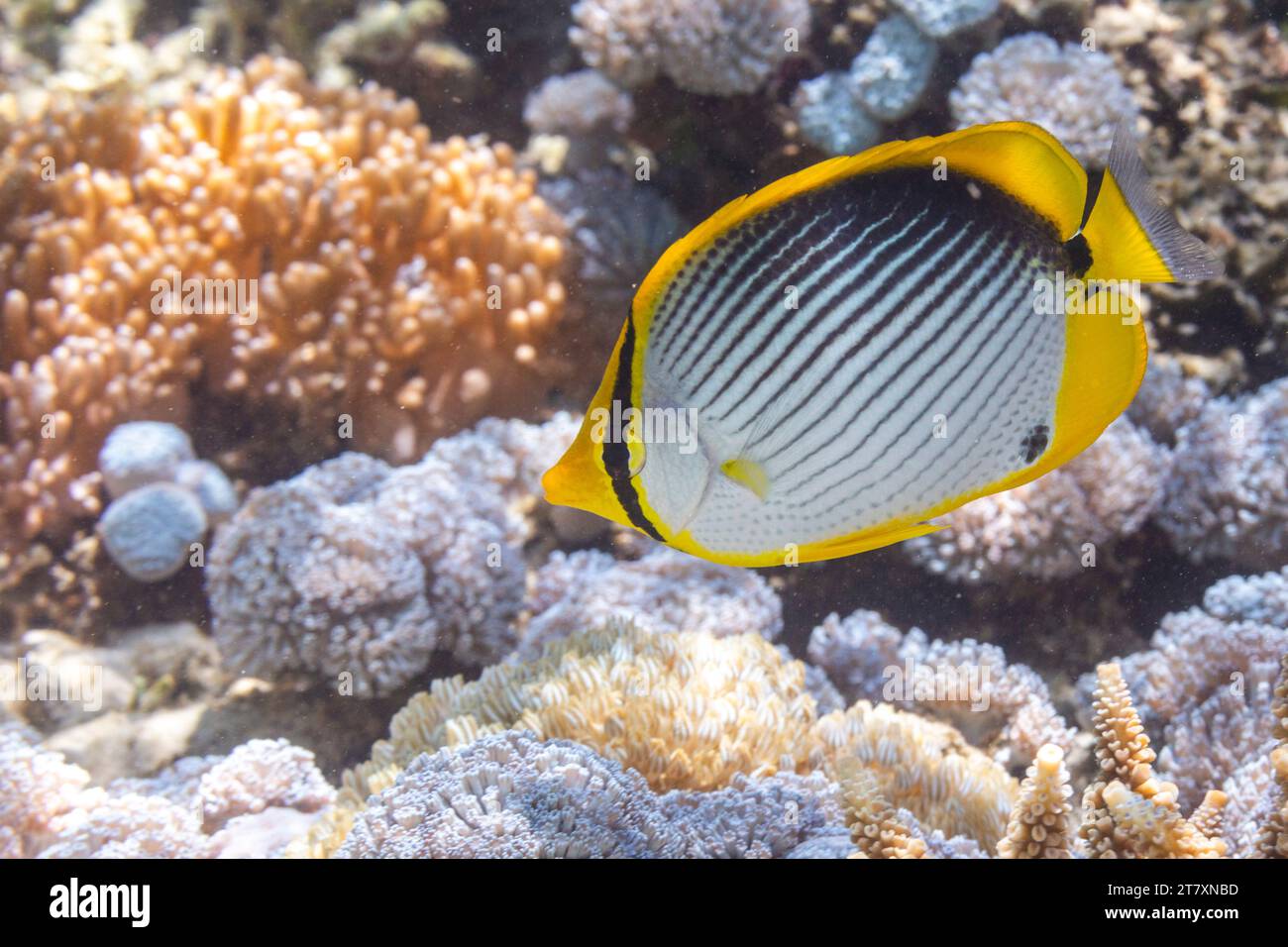 An adult blackback butterflyfish (Chaetodon melannotus), off Bangka ...