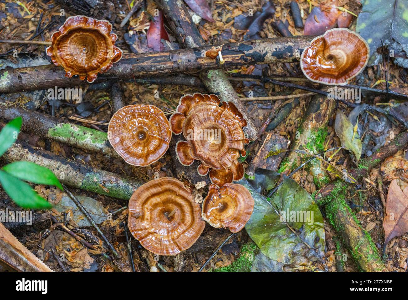 Yellow stemmed micropore (Microporus xanthopus), growing on Waigeo ...