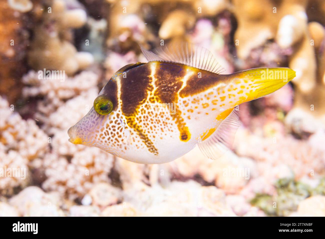 An adult mimic filefish (Paraluteres prionurus), off Bangka Island ...