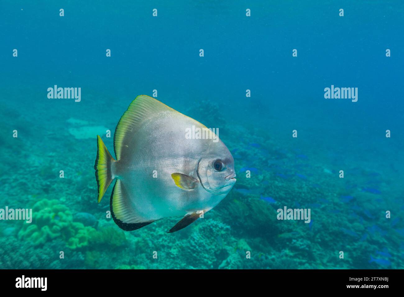 Golden spadefish hi-res stock photography and images - Alamy