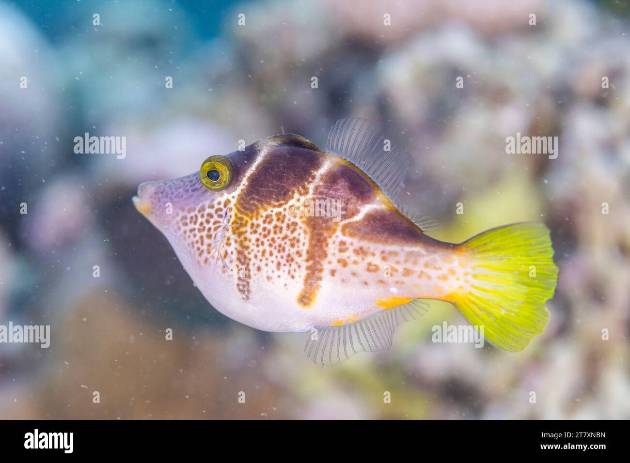 An adult mimic filefish (Paraluteres prionurus), off Bangka Island ...