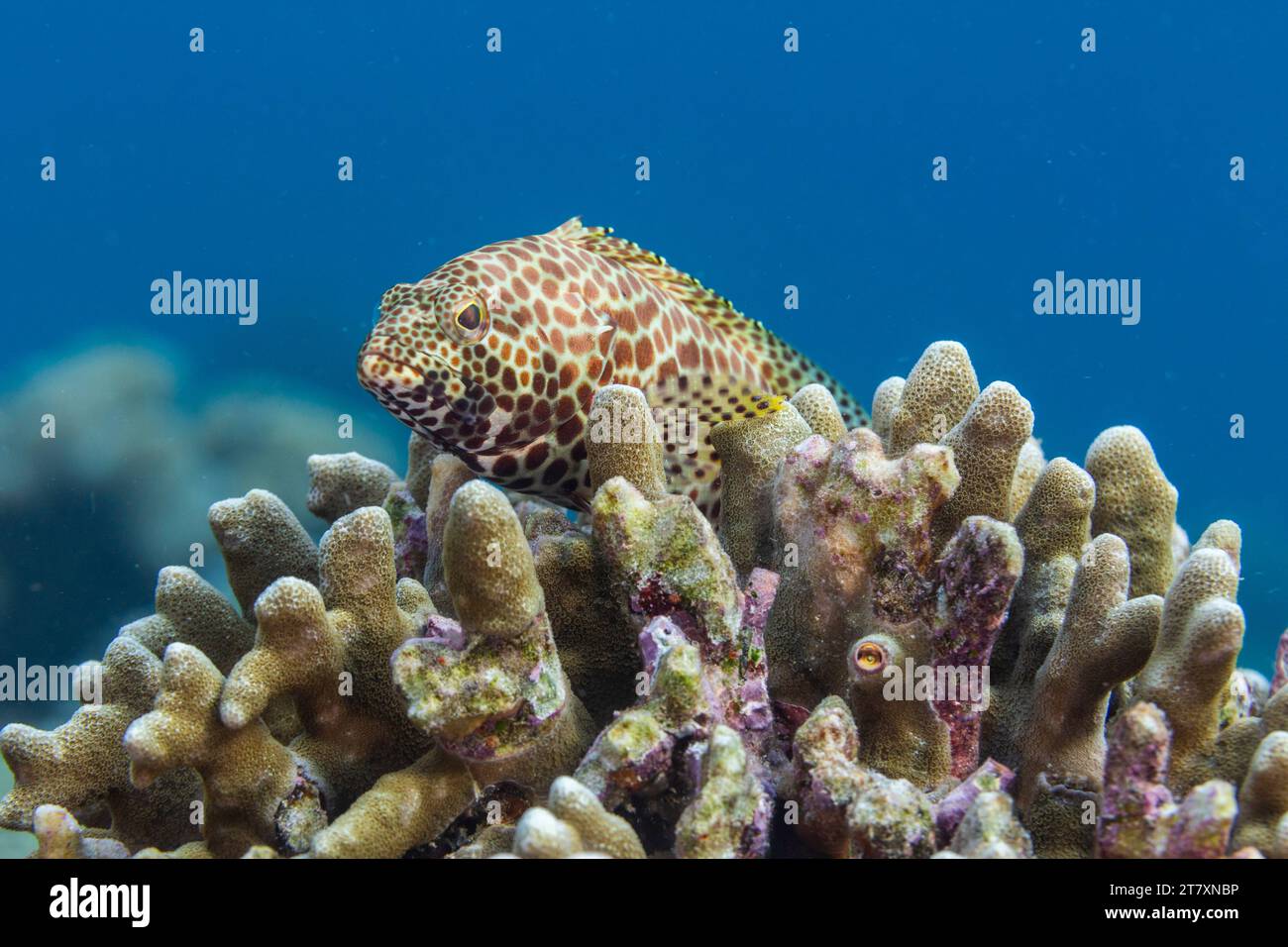 An adult honeycomb grouper (Epinephelus merra), off Bangka Island, near ...