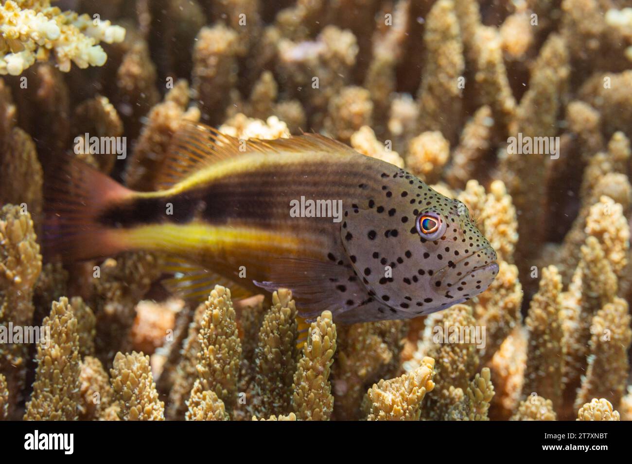 An adult freckled hawkfish (Paracirrhites forsteri), off Bangka Island ...
