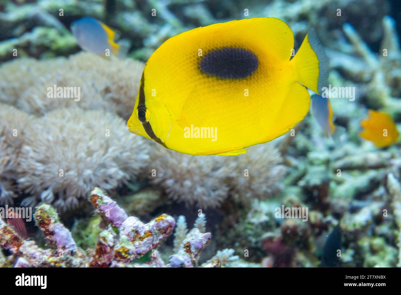An adult mirror butterflyfish (Chaetodon speculum), off Kri Island ...