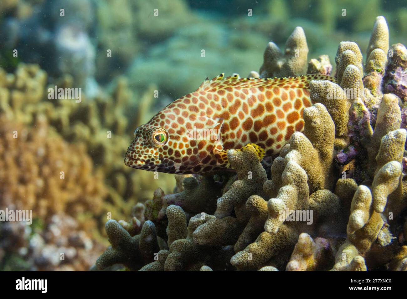 An adult honeycomb grouper (Epinephelus merra), off Bangka Island, near ...