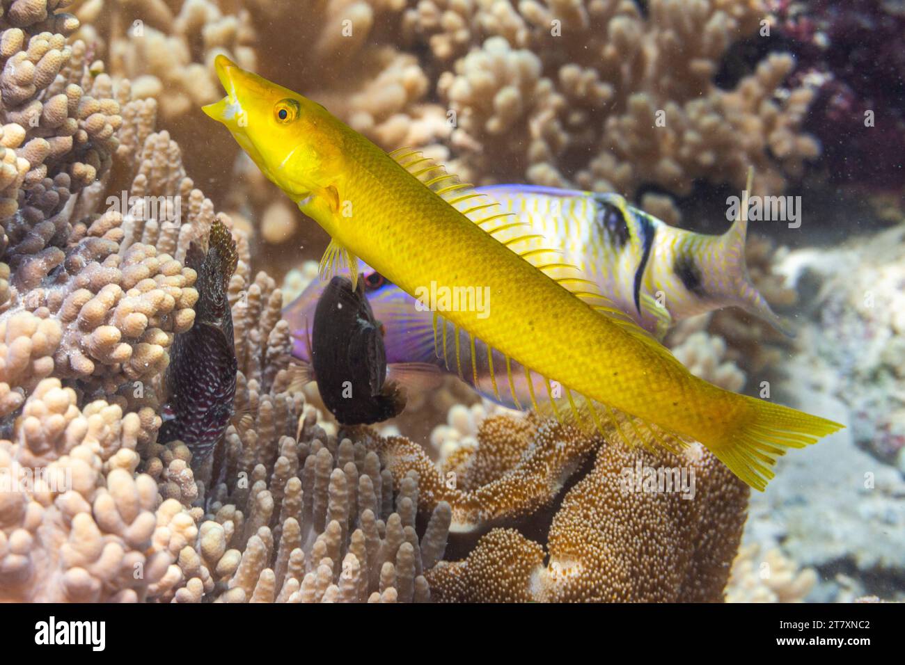 An adult cigar wrasse (Cheilio inermis), off Bangka Island, near Manado ...