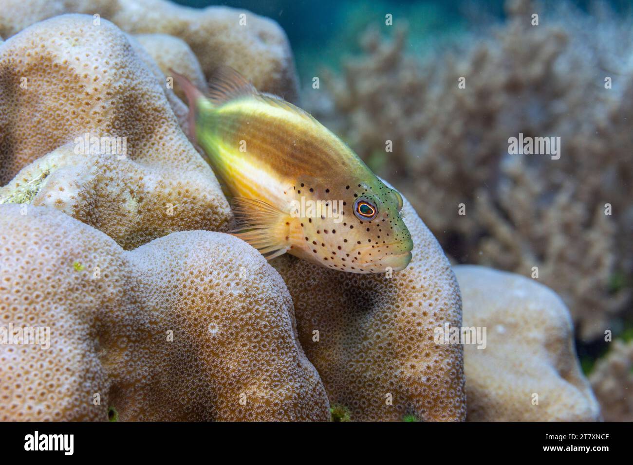 An adult freckled hawkfish (Paracirrhites forsteri), off Bangka Island ...