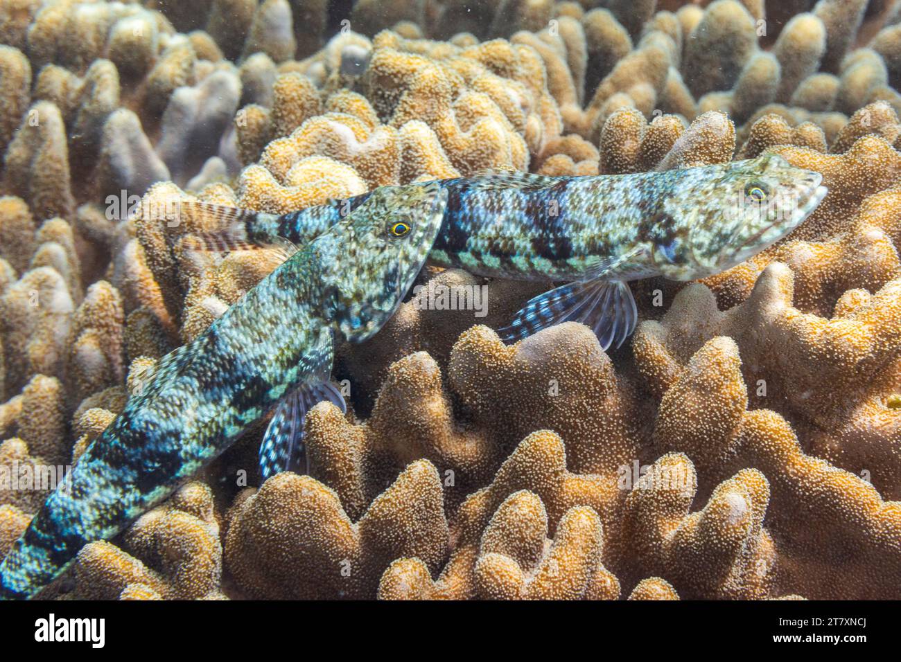 A pair of adult variegated lizardfish (Synodus variegatus), off Bangka ...