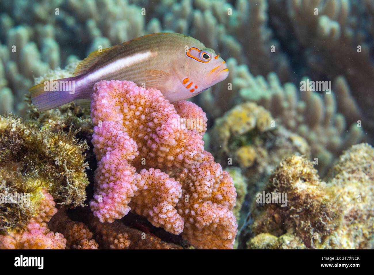 An adult arc-eye Hawkfish (Paracirrhites arcatus), off Bangka Island ...