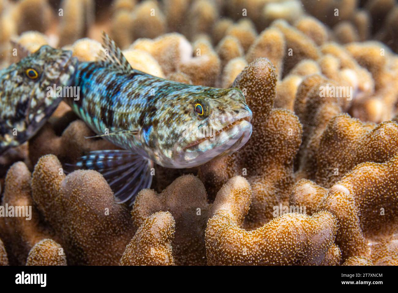 Adult variegated lizardfish hi-res stock photography and images - Alamy