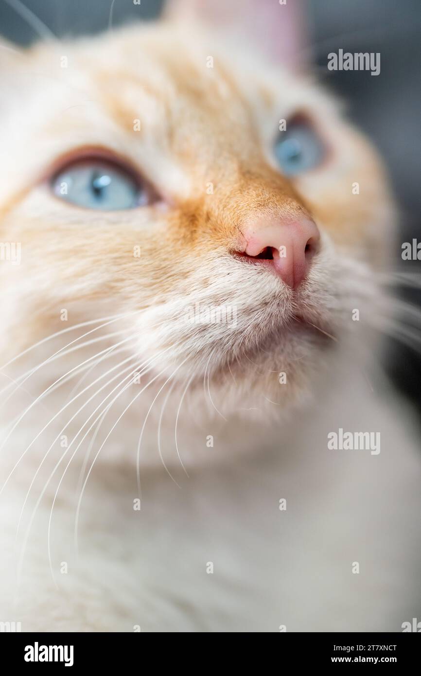 White cat face hi-res stock photography and images - Alamy