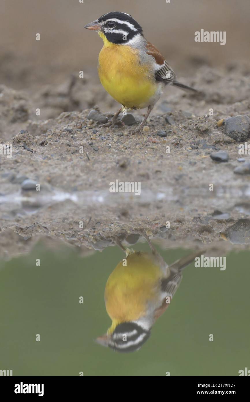 Golden-breasted bunting (Emberiza flaviventris) reflecting in Pond ...