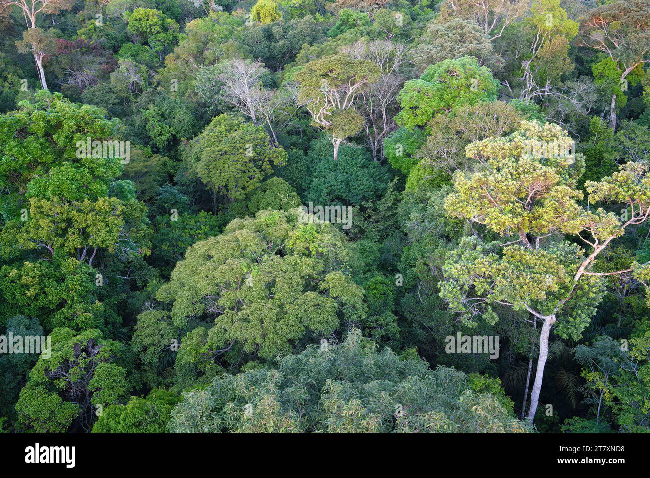 View over the canopy of the Adolpho Ducke Forest Reserve, Manaus ...