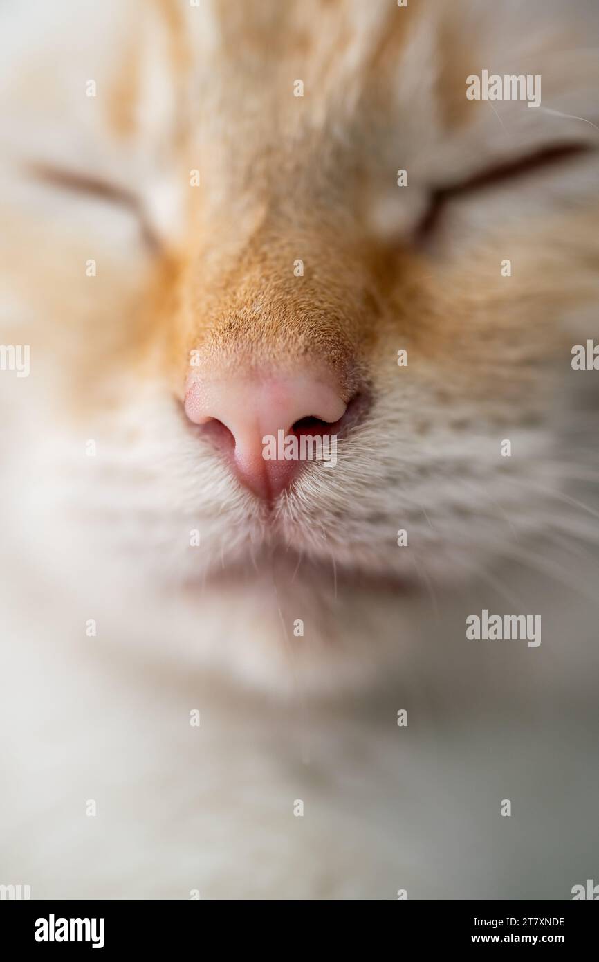 Macro Photography of White Cat Face Stock Photo - Alamy