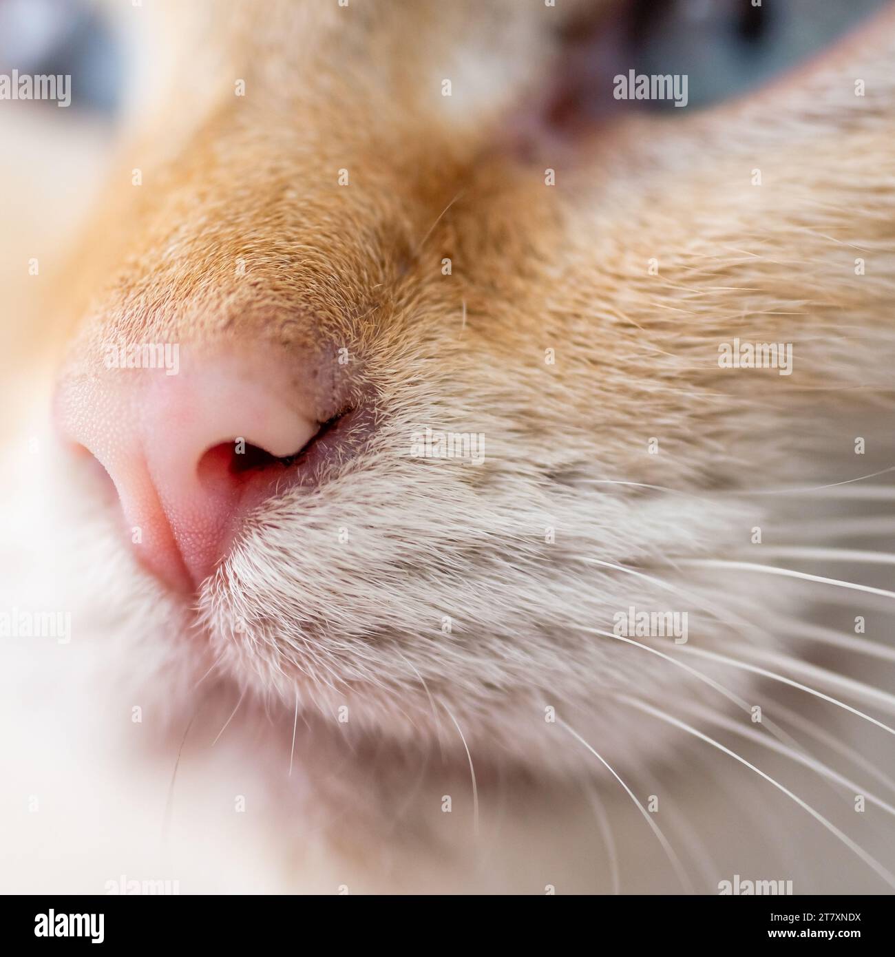 Macro Photography of White Cat Face Stock Photo - Alamy