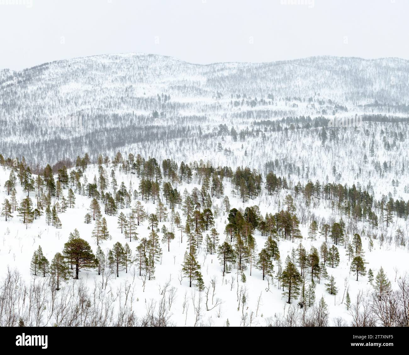 Pine covered hills hi-res stock photography and images - Alamy