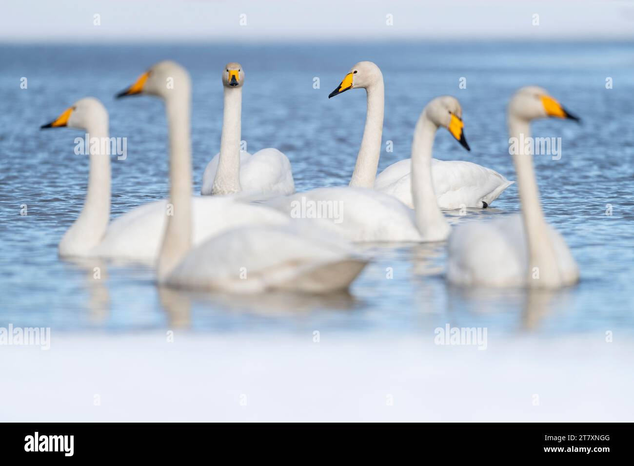 Whooper swan (Cygnus cygnus) group in partially frozen lake, Finland ...