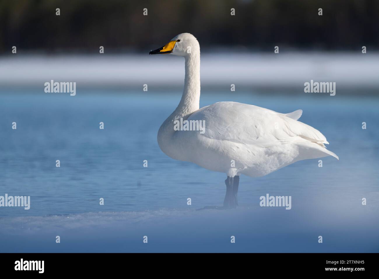 Whooper swan (Cygnus cygnus) standing on edge of partially frozen lake ...
