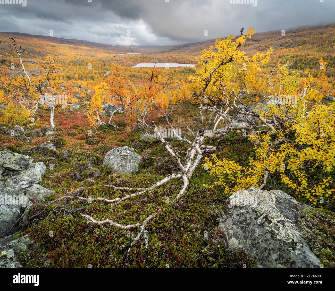 View of silver birch (Betula pendula) and fells, autumn colour, Norway ...