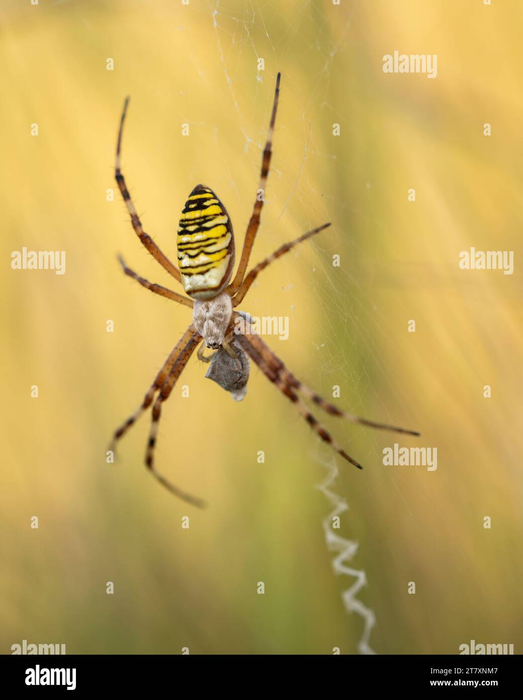 Wasp spider (Argiope bruennichi) on web amongst long grass, Elmley ...