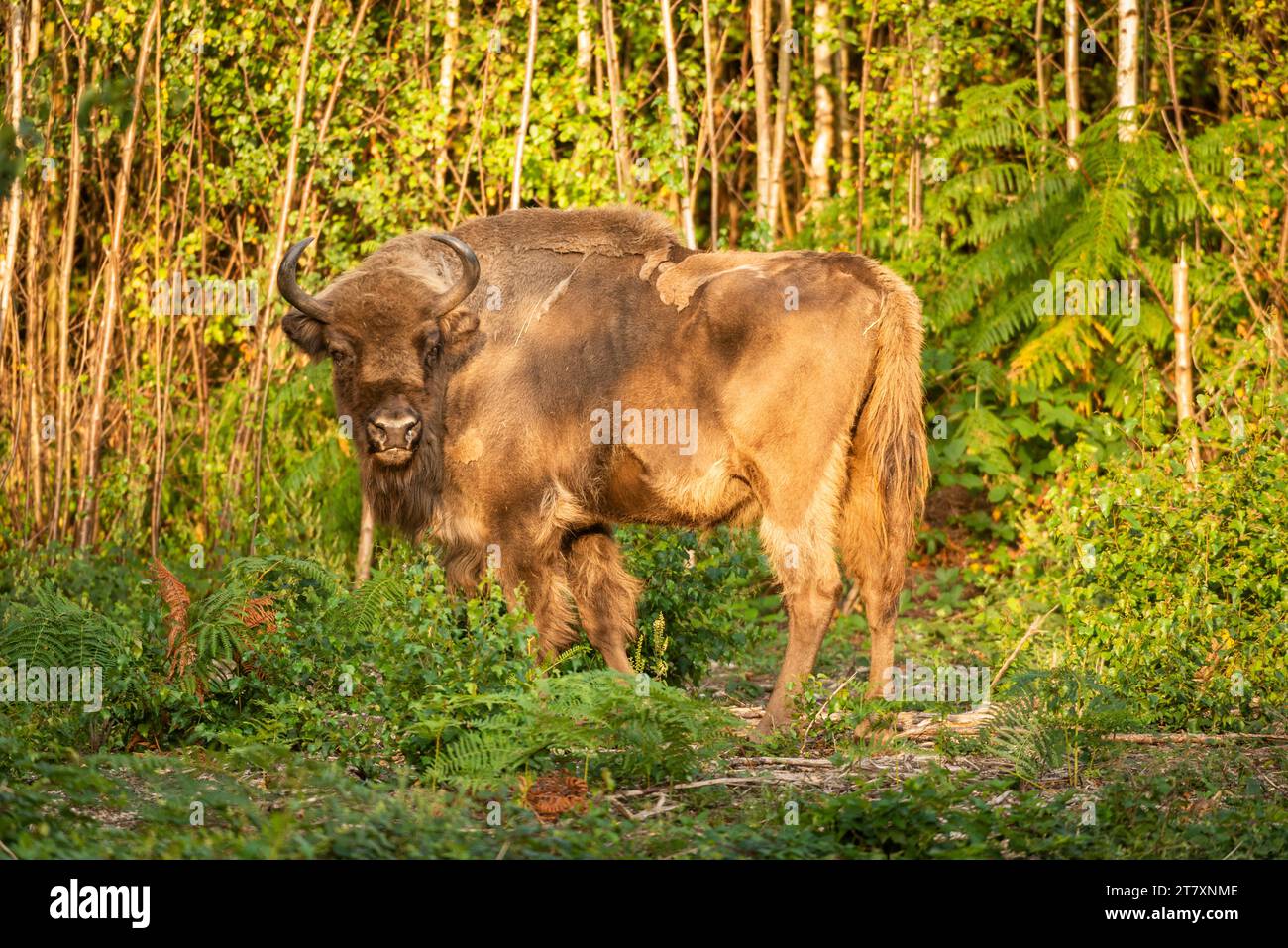 European Bison (Bison bonasus), female (cow), being released into ...