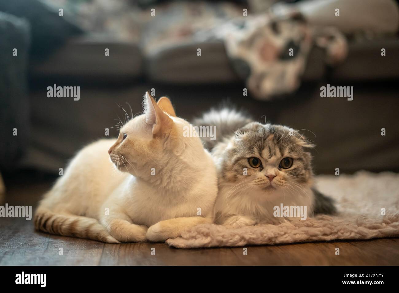 White Cat and Loafed Calico Scottish Fold Living Room Rug Besties ...