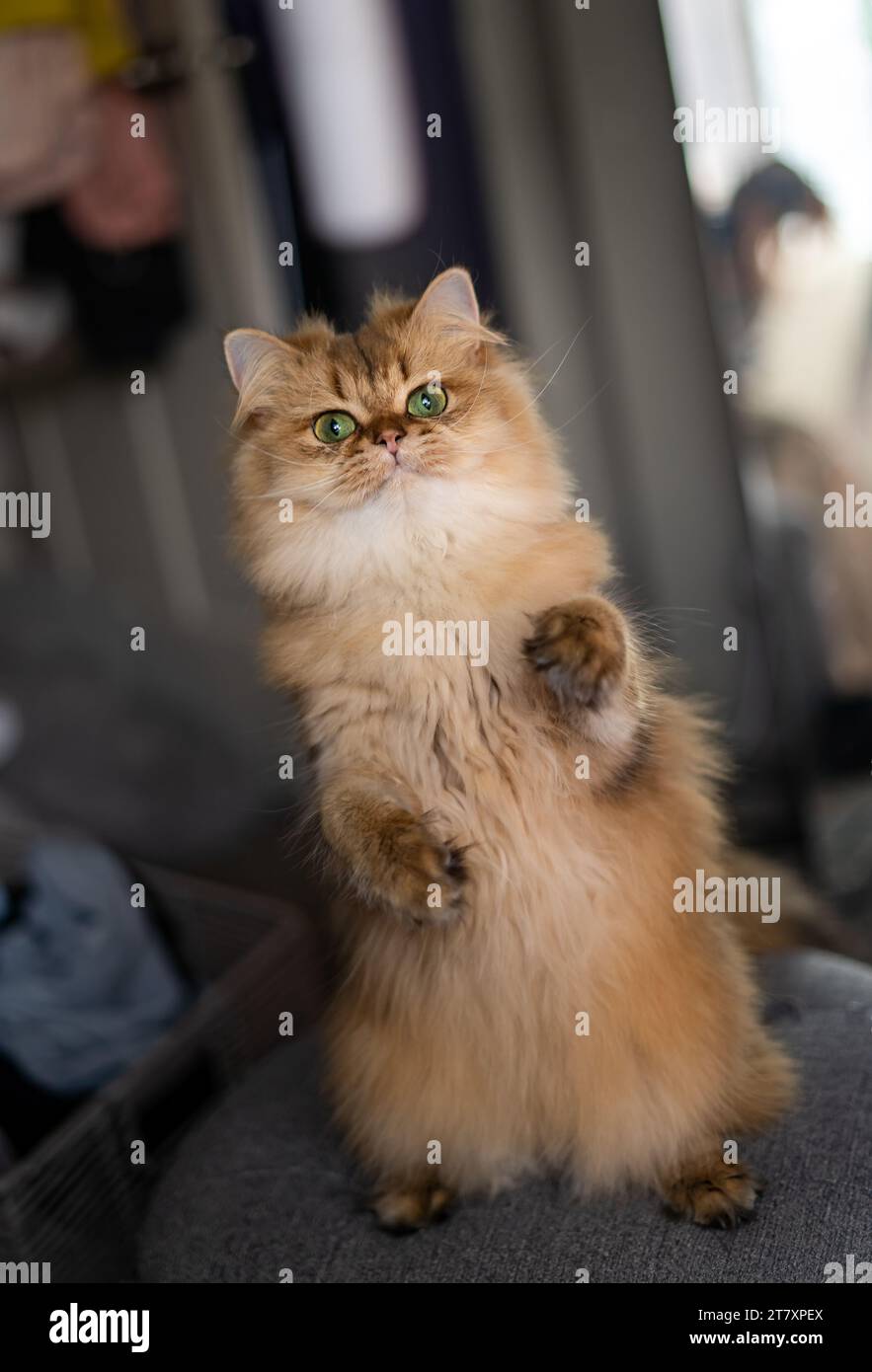 Standing Adorable Orange Ginger Striped Flat face Scottish Straight Cat ...