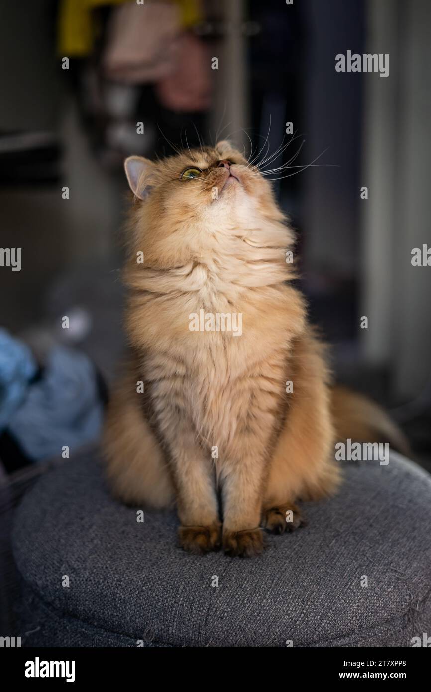 Orange Ginger Striped Flat face Scottish Straight Cat Short Legs ...