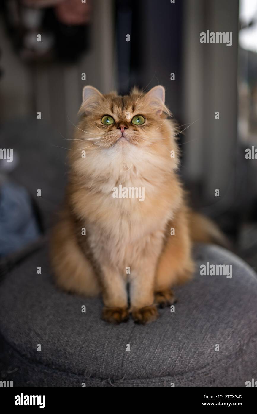 Scottish cat portrait hi-res stock photography and images - Alamy