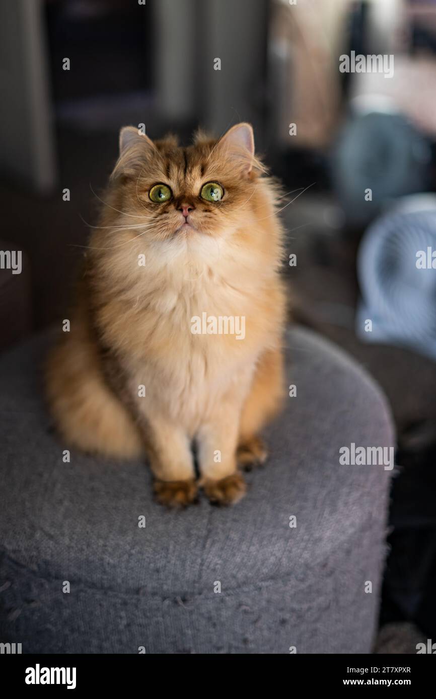 Orange Ginger Striped Flat face Scottish Straight Cat Short Legs ...