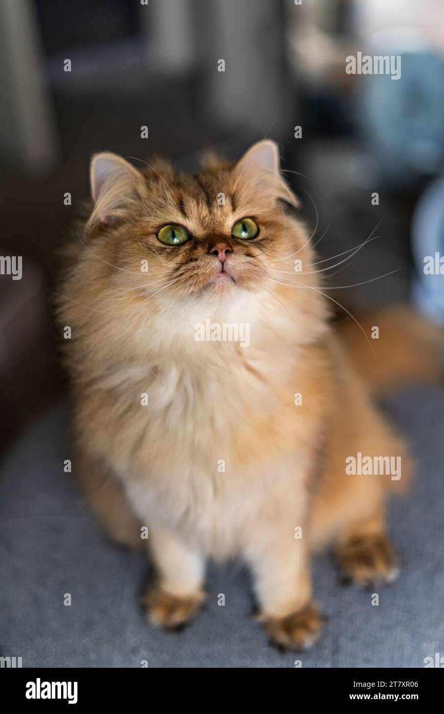 Orange Ginger Striped Flat face Scottish Straight Cat Short Legs ...
