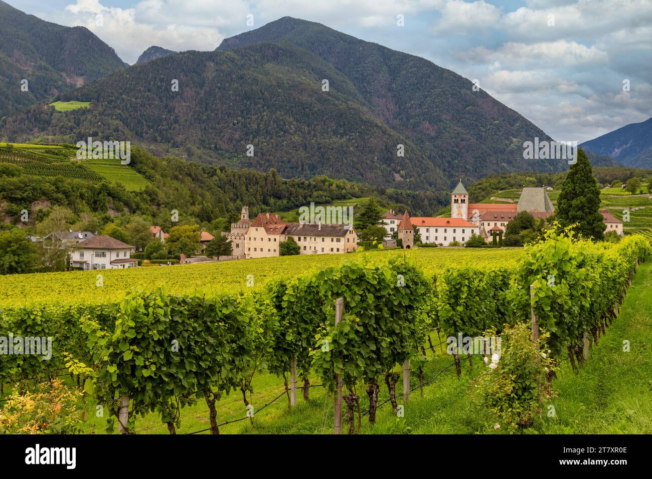 Vineyard around Neustift convent, in summer. Neustift Convent, Brixen ...