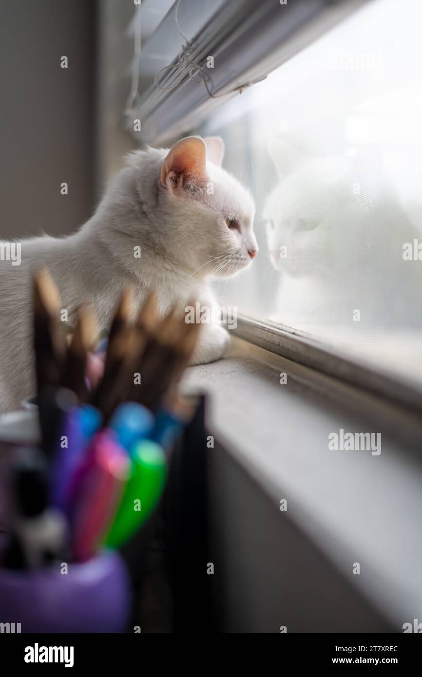 Sad Face Round Nose Portrait White Cat in Art Studio by Window Stock ...