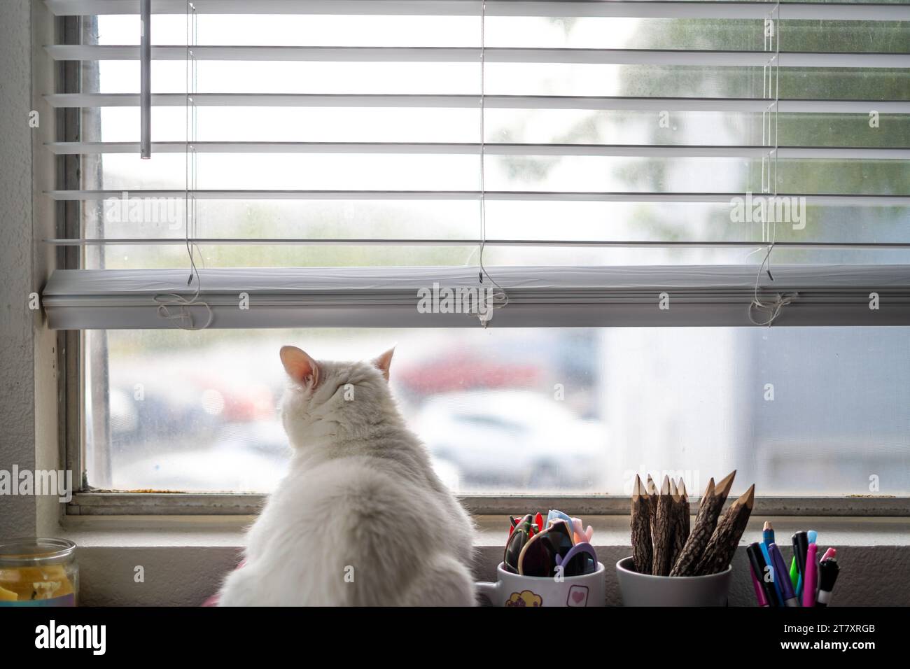 Big Round White Cat Watching out Window in Art Studio Desk Stock Photo ...