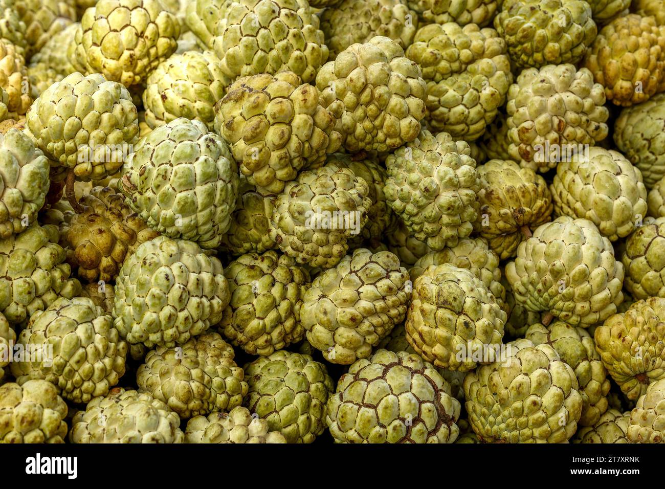 India custard apple hi-res stock photography and images - Alamy