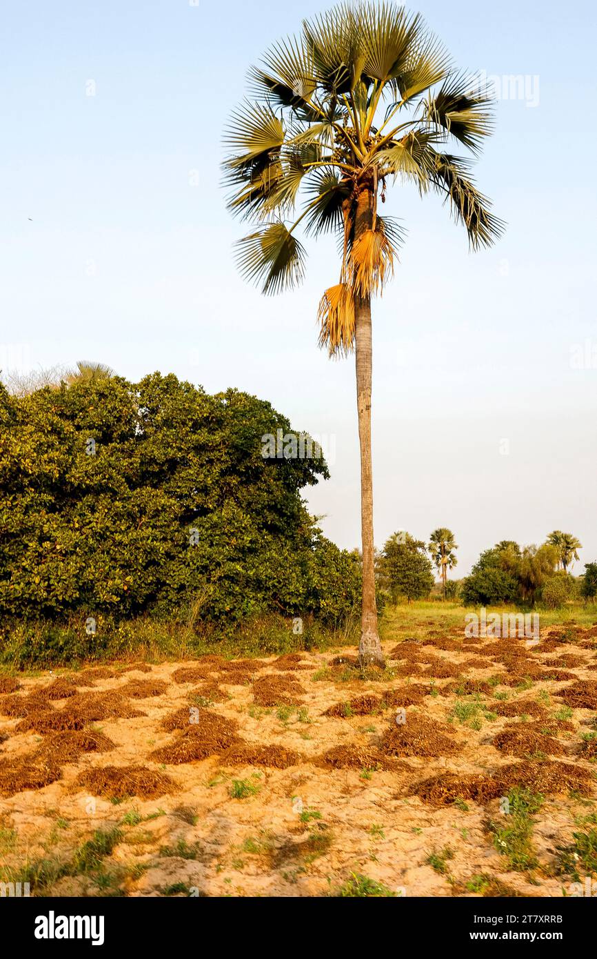 Harvested peanut plants outside Ndangane, Senegal, West Africa, Africa ...