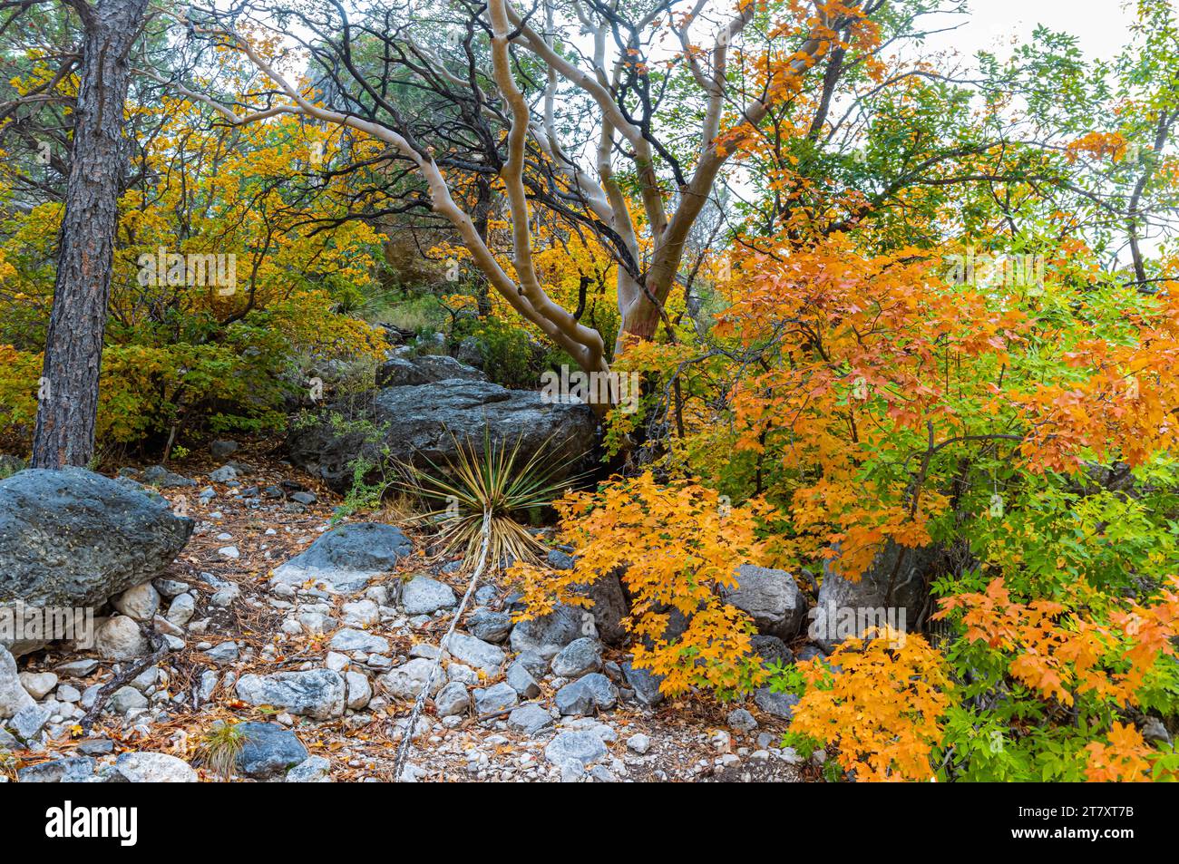Fall Foliage on The Devils Hall Trail, Guadalupe Mountains, National ...