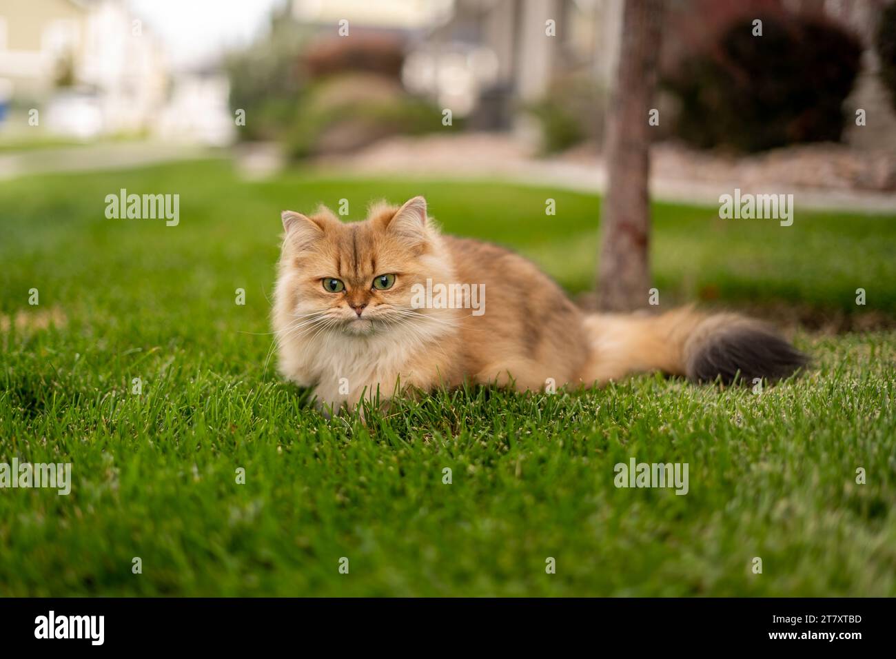 Funny Face Orange Fluffy Main Flat Face Cat Outside in the Lawn Stock ...