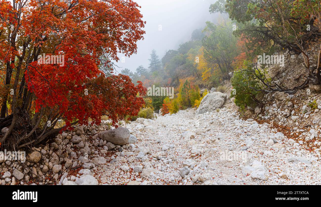 Fall Foliage on The Devils Hall Trail, Guadalupe Mountains, National ...
