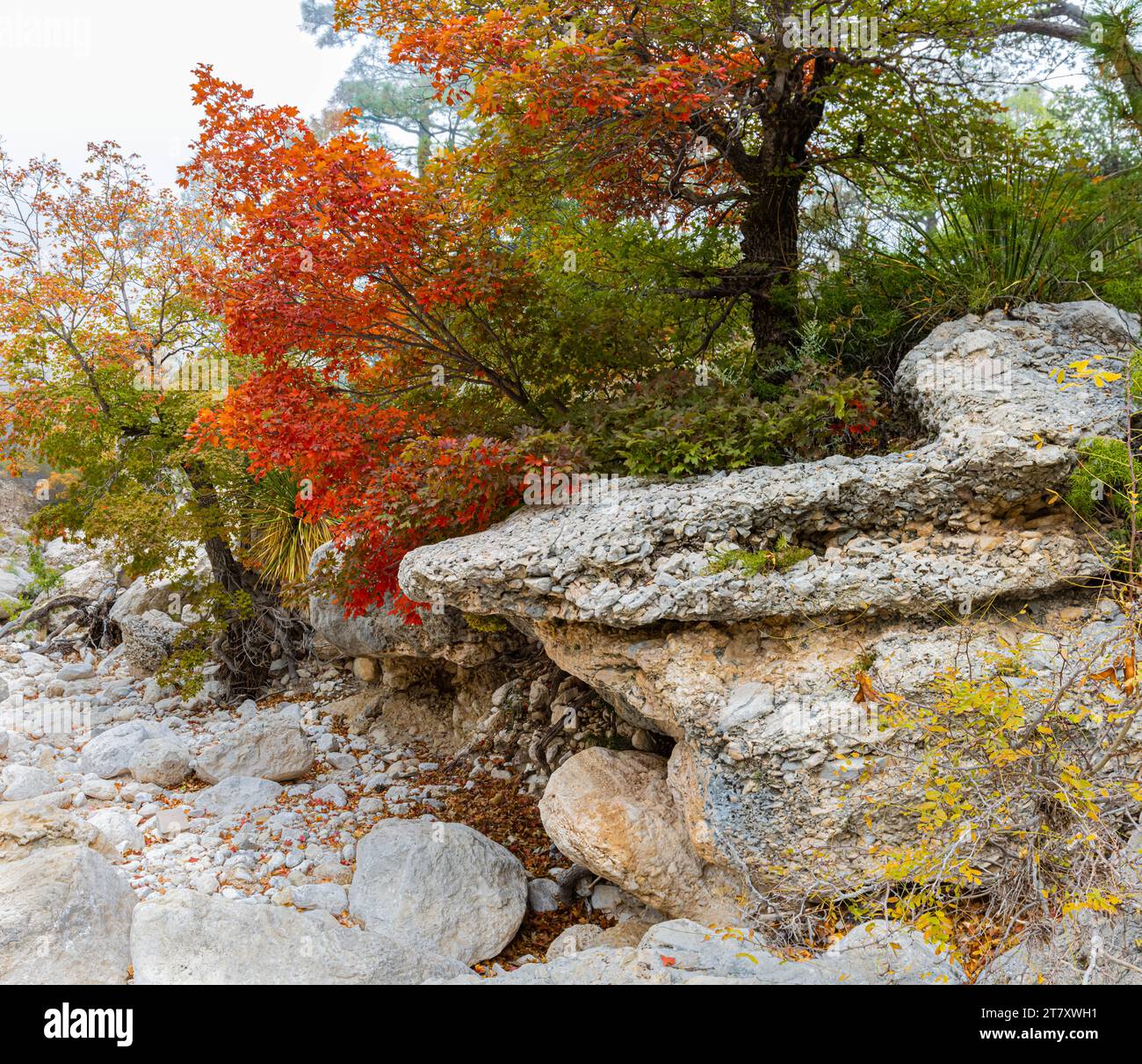 Fall Foliage on The Dry Wash of Devils Hall Trail, Guadalupe Mountains ...