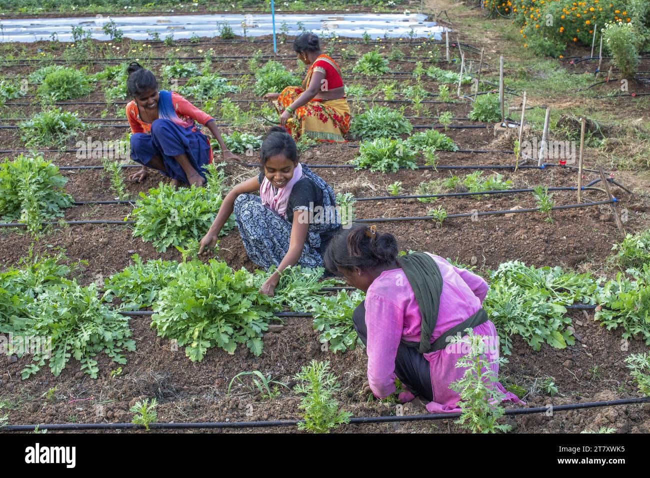 Gardeners at work in one of the gardens of Goverdan ecovillage ...