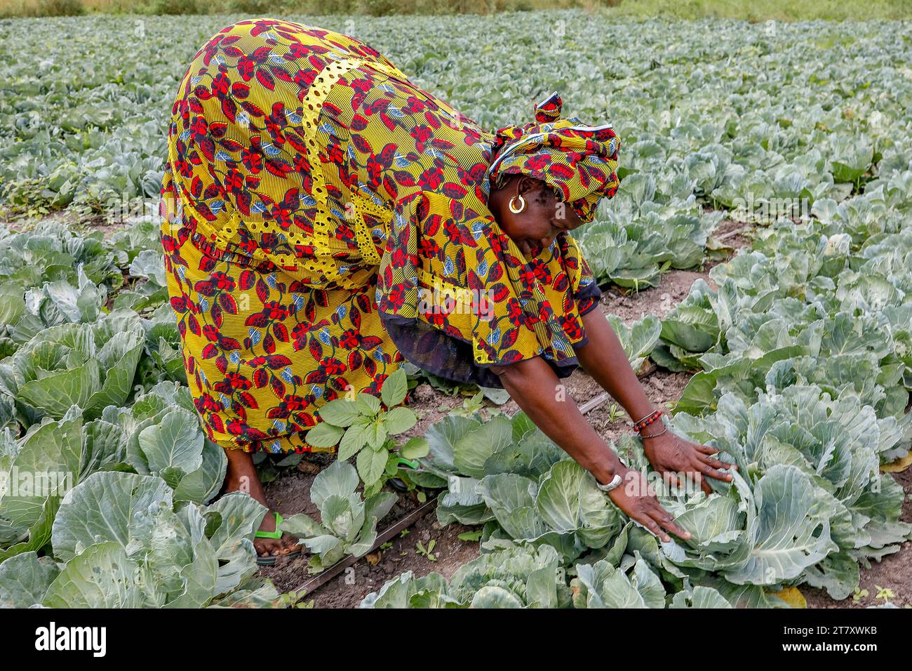 Woman working in a cabbage field in Pout, Senegal, West Africa, Africa ...