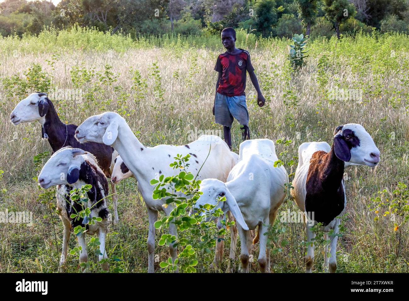 Boy looking after goats in a village near Fatick, Senegal, West Africa ...