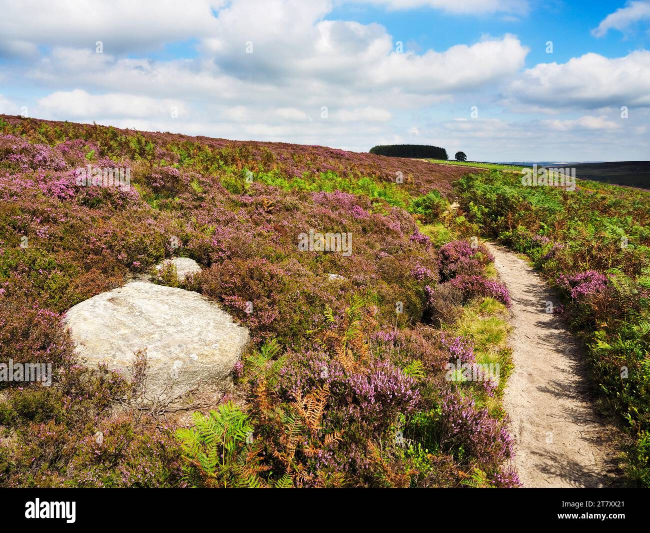 Path through Heather on Haworth Moor, Yorkshire, England, United ...