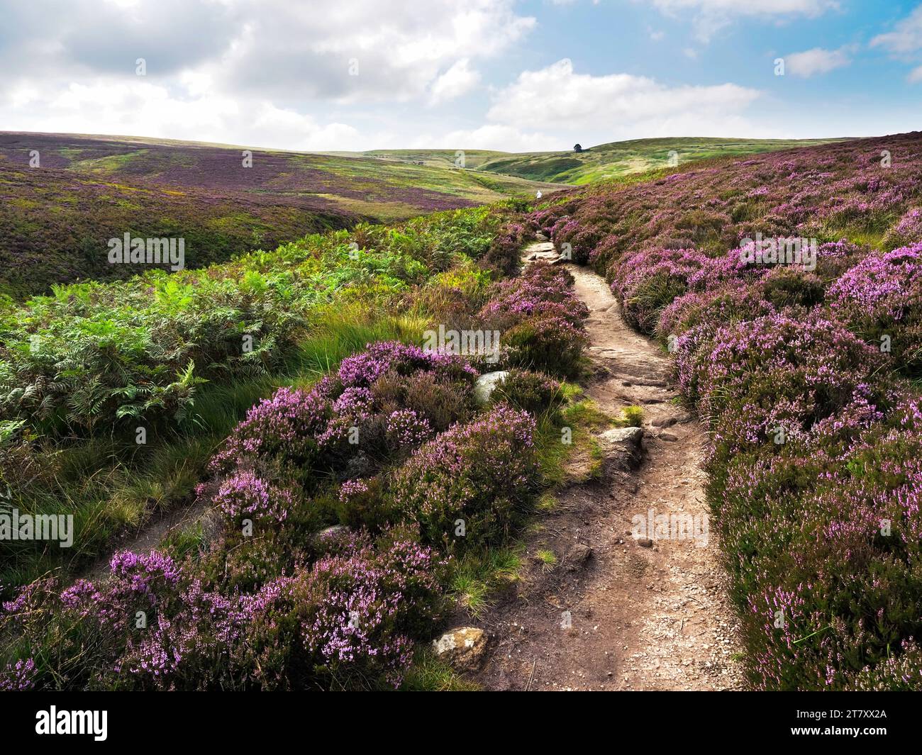 Path through Heather on Haworth Moor, Yorkshire, England, United ...